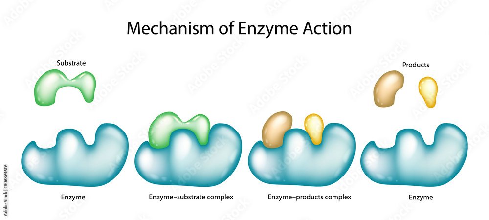 Póster Mechanism of enzyme action with substrate and product complexes ...