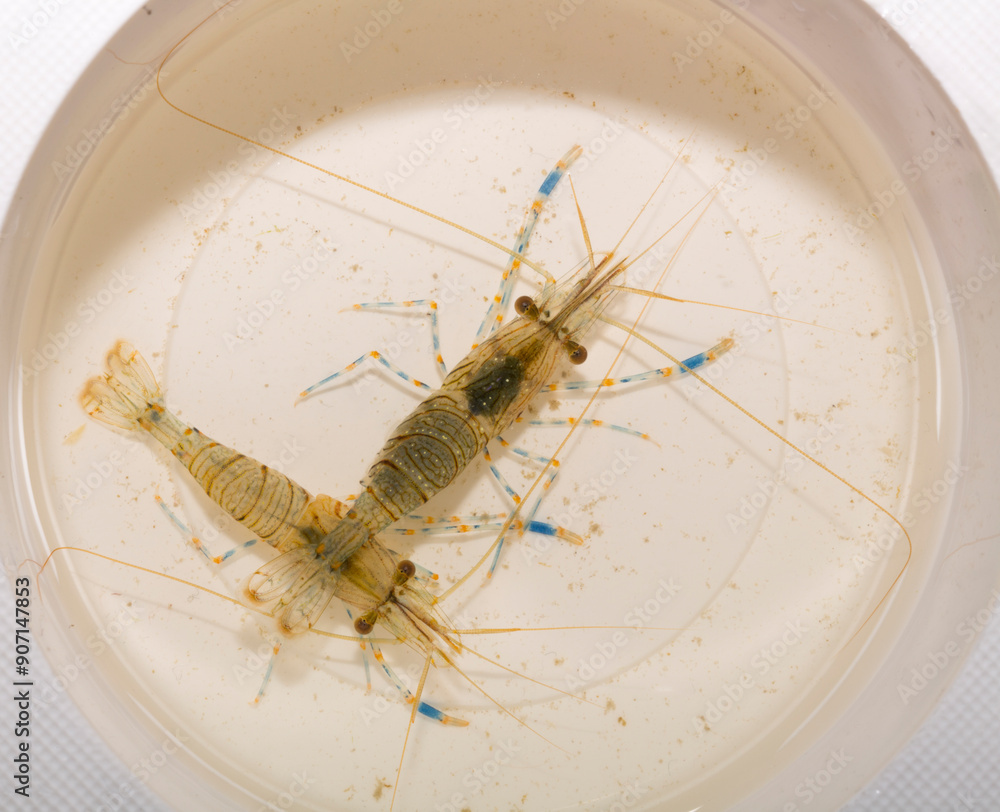 Palaemon elegans sometimes known by the common name rockpool shrimp, is ...