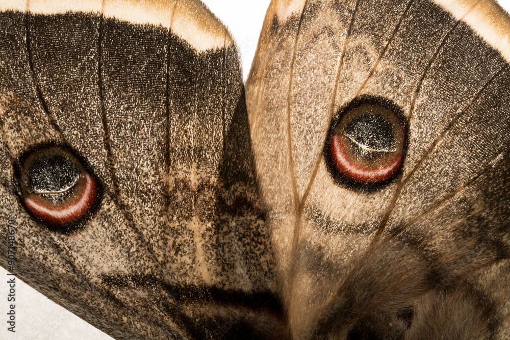 Saturnia pyri, the giant peacock moth, great peacock moth, giant ...