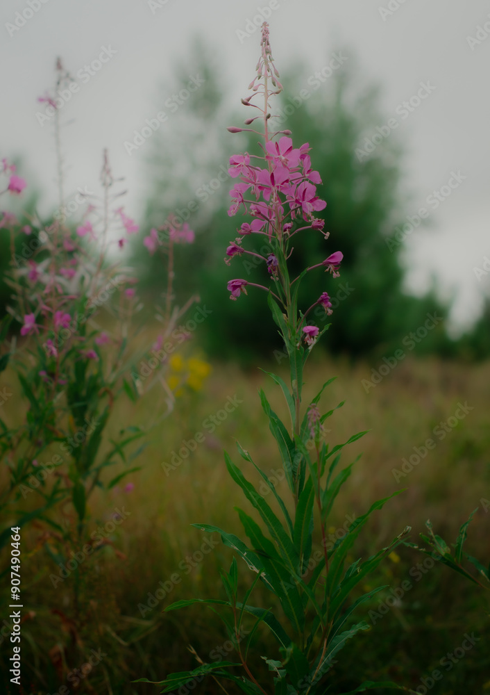 Fireweed (Chamerion angustifolium) is a vibrant wildflower that thrives ...