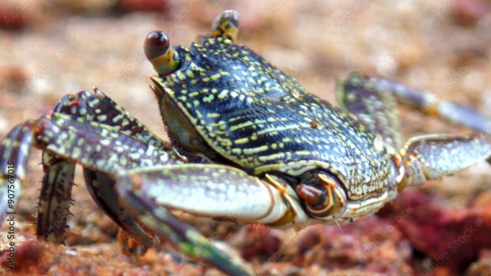 Crab becomes integral part of ocean coastal ecosystem. Crab presence as ...