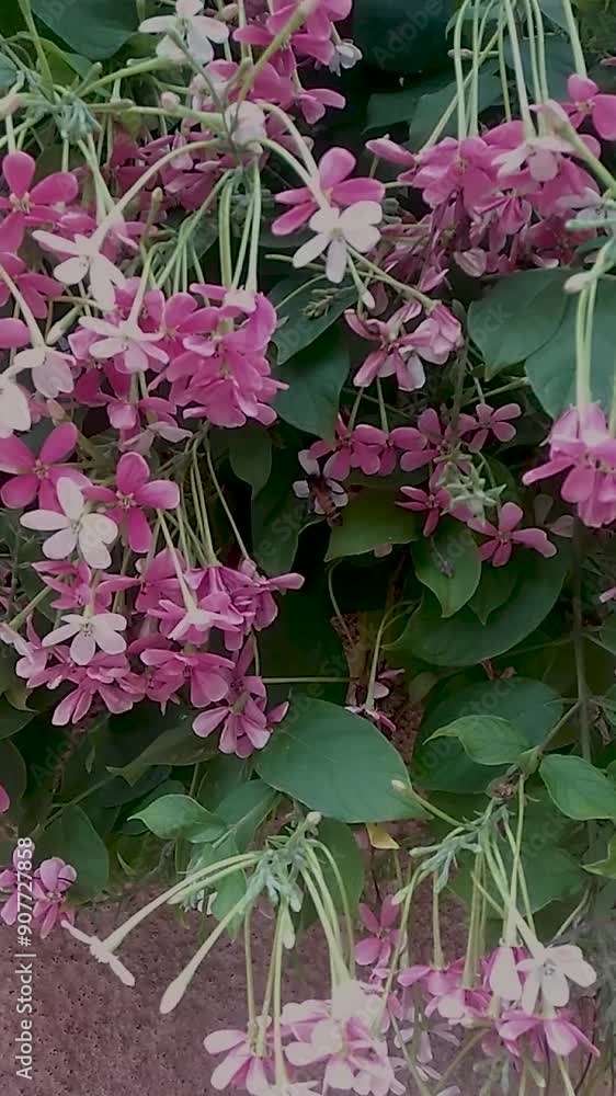 Cross-pollination, insect carrying pollen from one flower to the ...