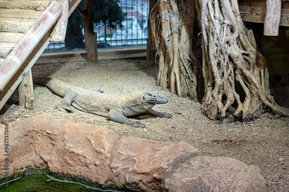 Komodo Dragon Lying in the Sand at the Zoo, Capturing the Lizard's ...
