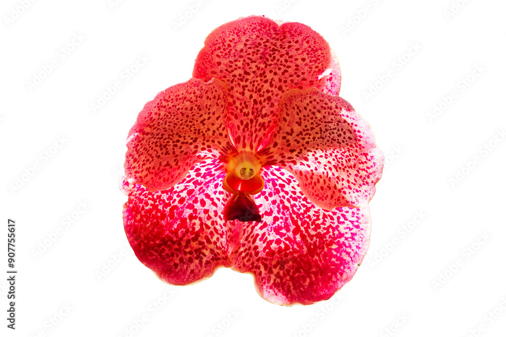 Vanda orchid bunch flower isolated on cut out PNG or transparent ...