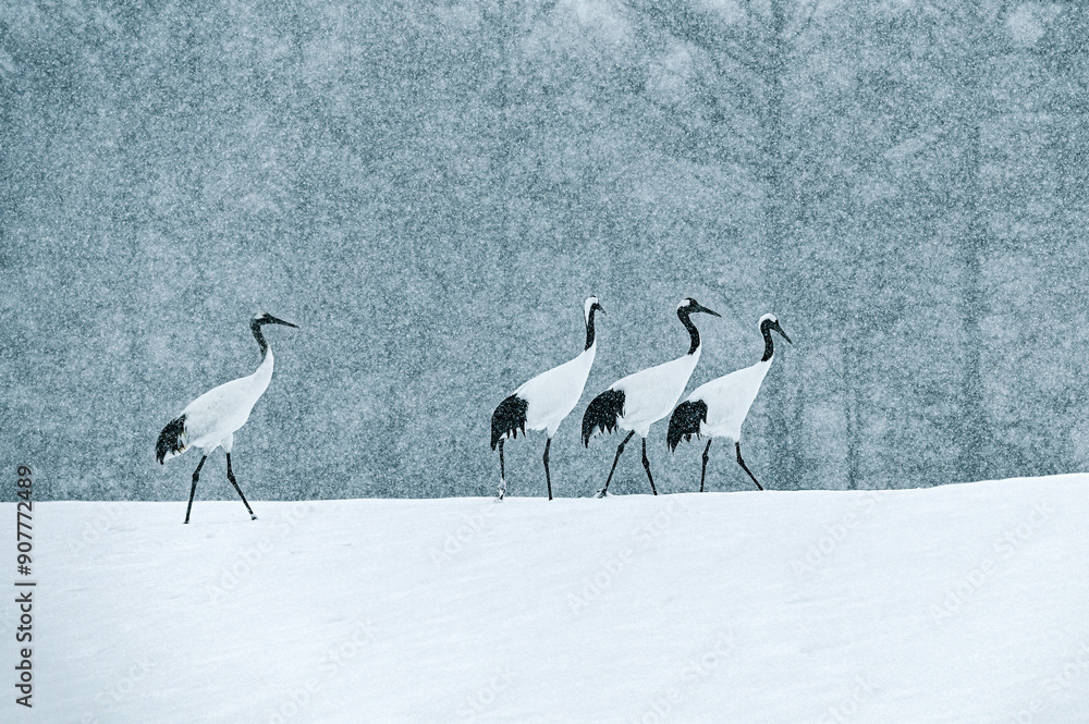 Foto de Snowfall Red-crowned crane in snow meadow, with snow storm ...