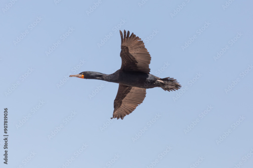 Bird in flight: Flying Cape Cormorant (Phalacrocorax capensis) taken at ...