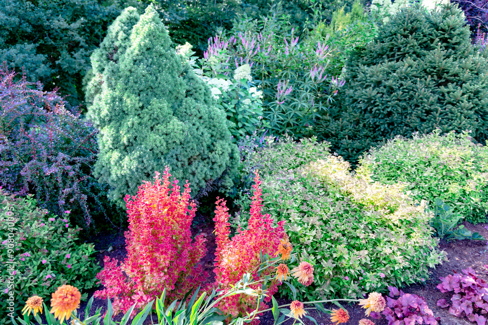 Various garden and coniferous shrubs of different heights and colors ...