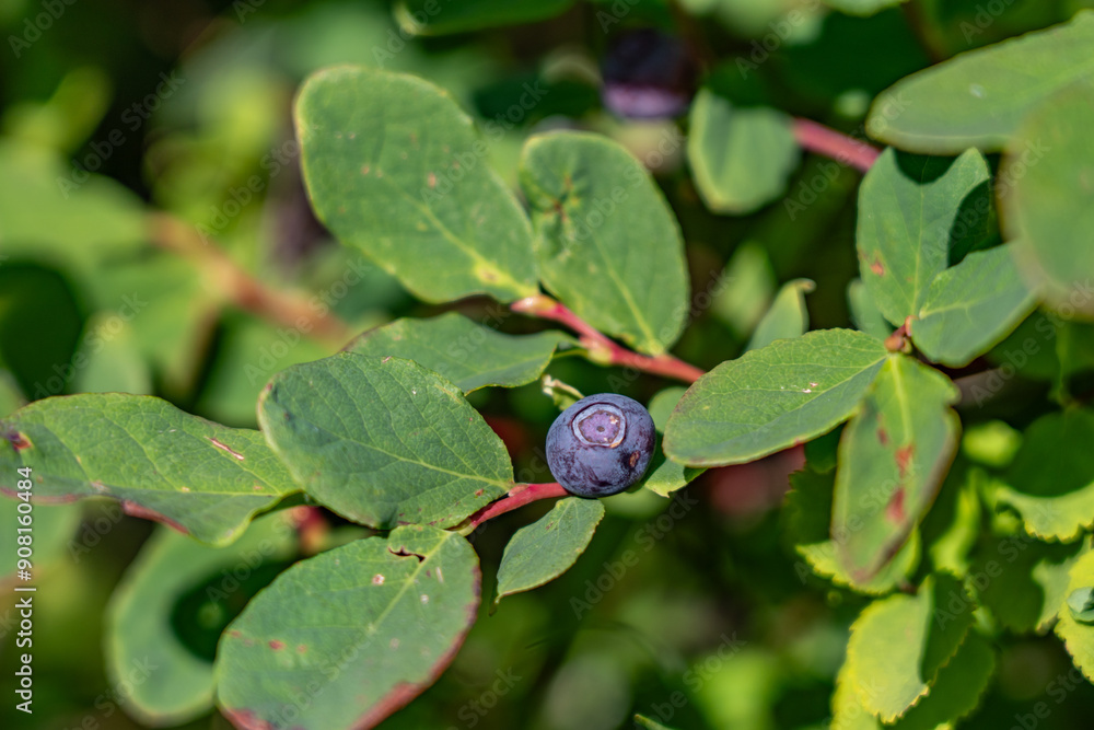 Vaccinium ovalifolium (commonly known as Alaska blueberry, early ...