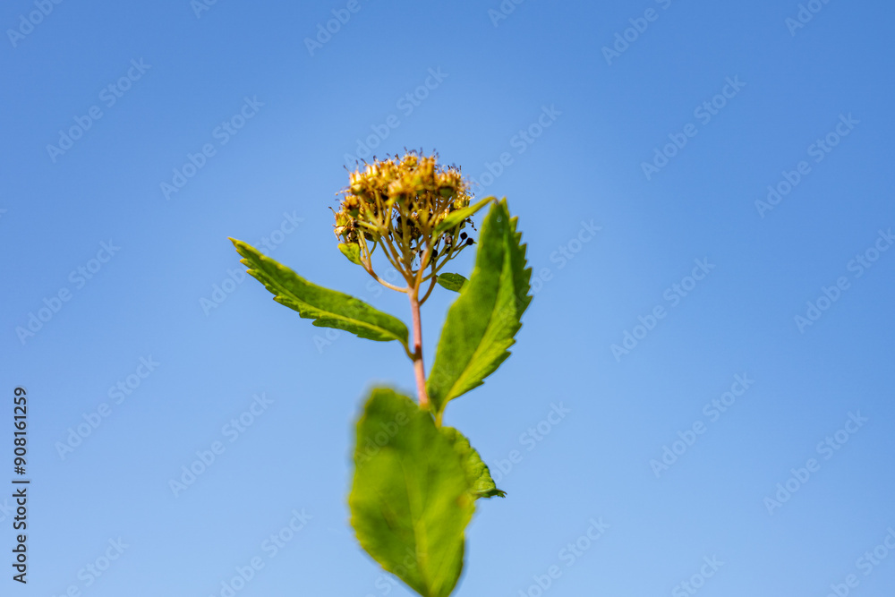 Spiraea stevenii, commonly known as Beauverd spirea or Alaska spirea ...