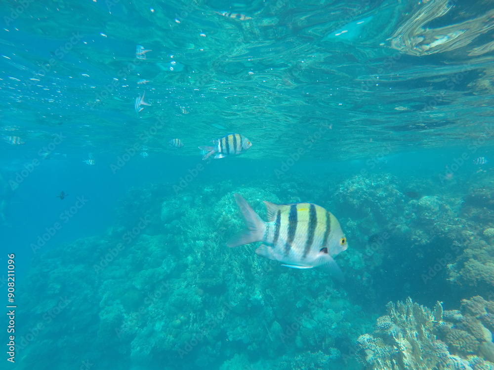 Indo-Pacific sergeant (Abudefduf vaigiensis) is a species of damselfish ...
