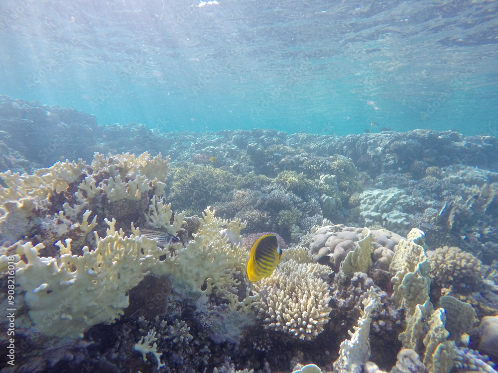 diagonal butterflyfish, also known as the Red Sea raccoon butterflyfish ...