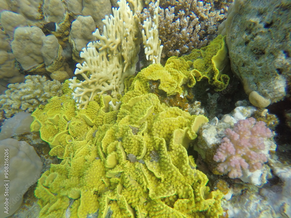 Turbinaria reniformis, commonly known as yellow scroll coral, is a ...
