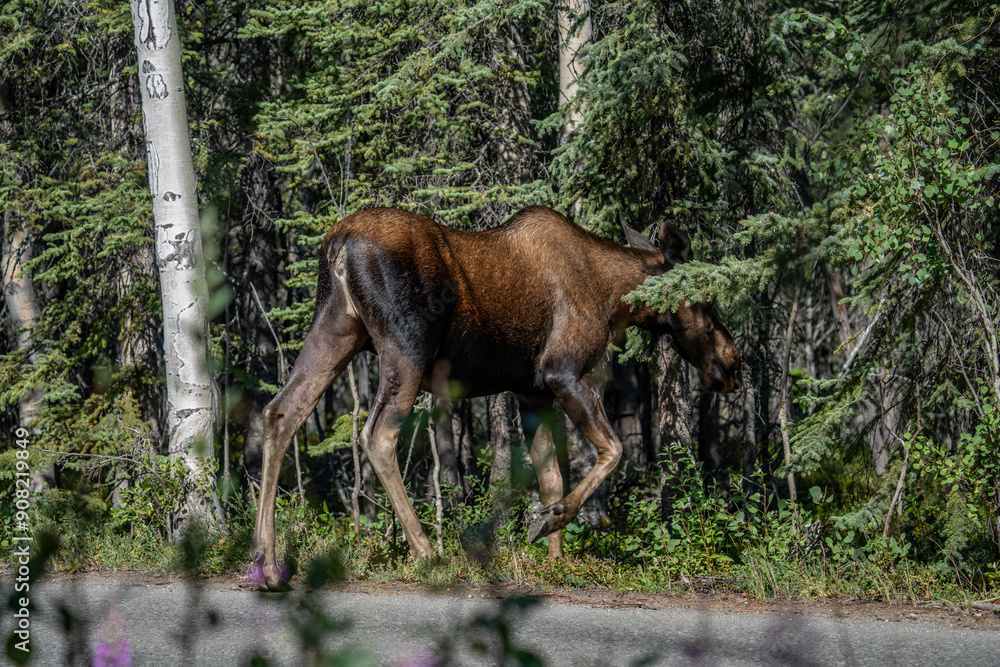 The moose (Alces alces) is the world's tallest, largest and heaviest ...