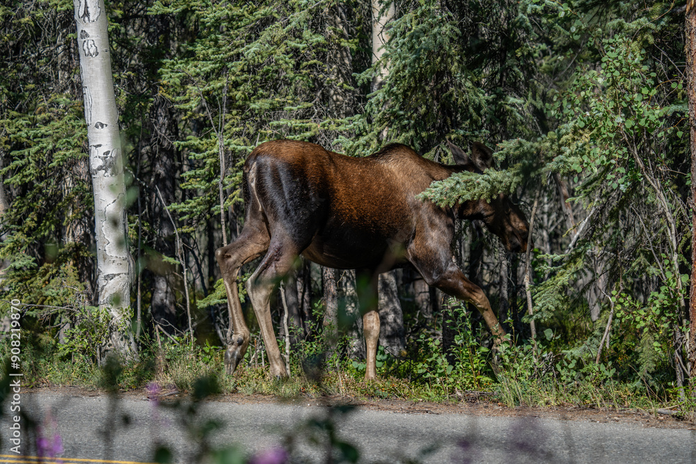 The moose (Alces alces) is the world's tallest, largest and heaviest ...
