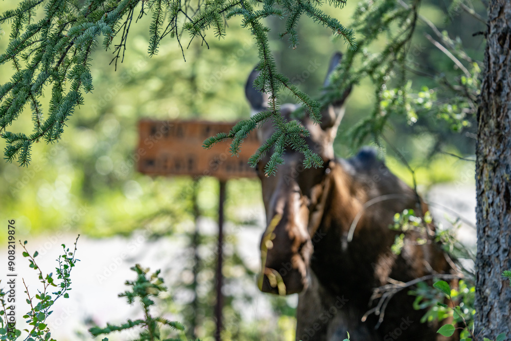 The moose (Alces alces) is the world's tallest, largest and heaviest ...