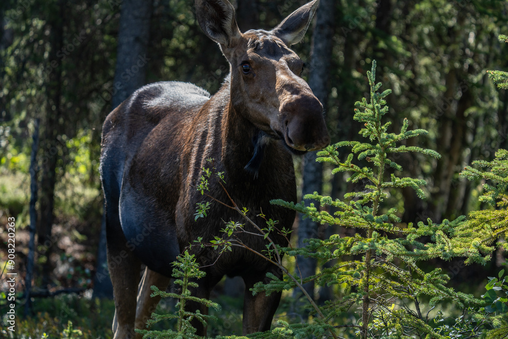 The moose (Alces alces) is the world's tallest, largest and heaviest ...