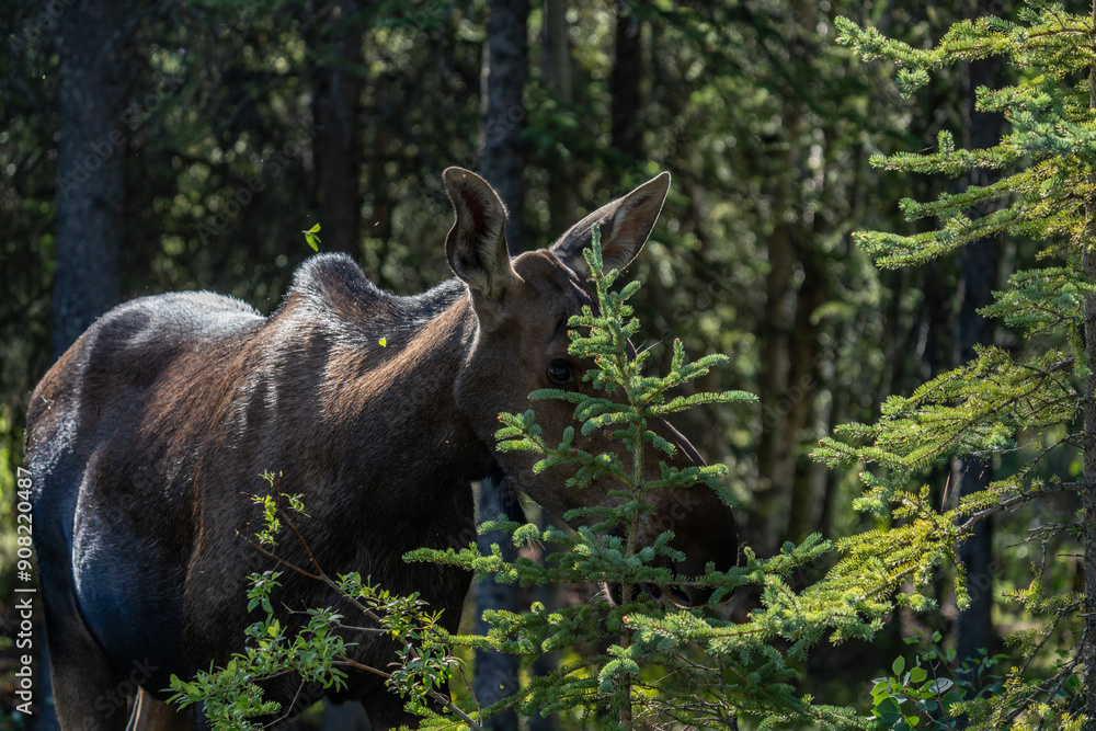 The moose (Alces alces) is the world's tallest, largest and heaviest ...