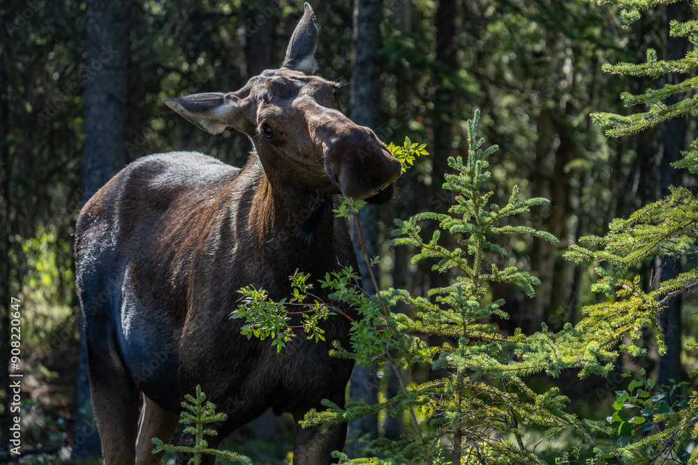 The moose (Alces alces) is the world's tallest, largest and heaviest ...