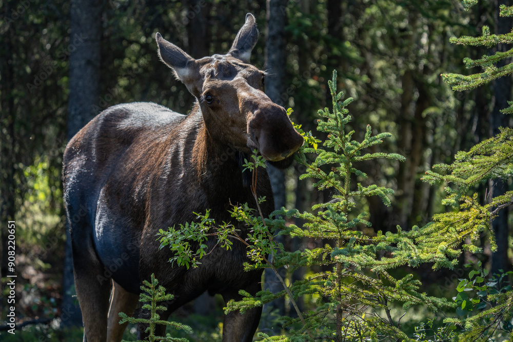 The moose (Alces alces) is the world's tallest, largest and heaviest ...