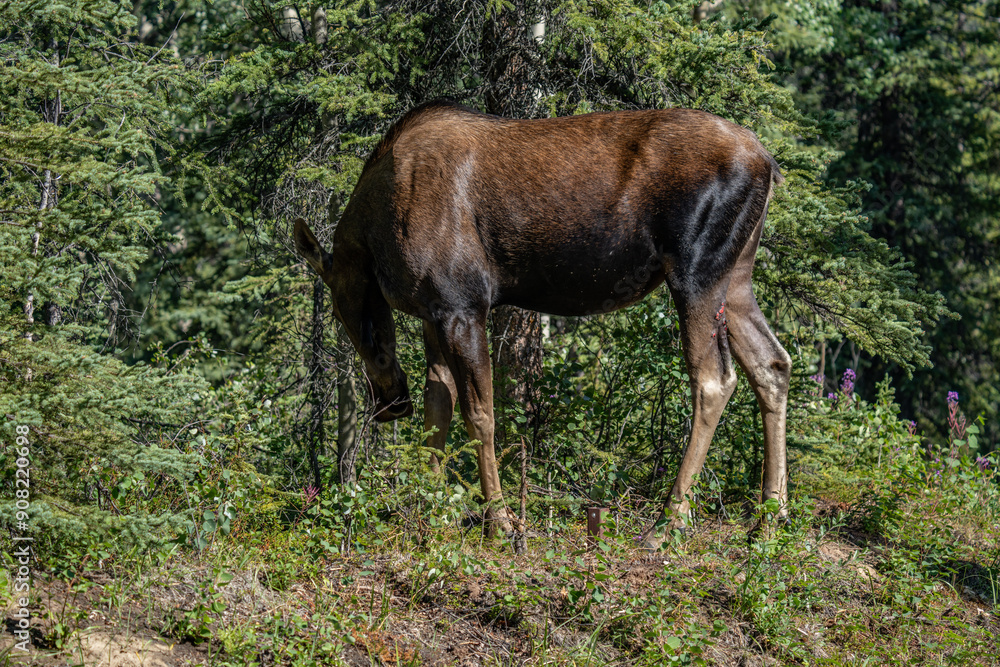 The moose (Alces alces) is the world's tallest, largest and heaviest ...