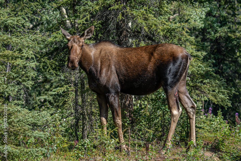 The moose (Alces alces) is the world's tallest, largest and heaviest ...