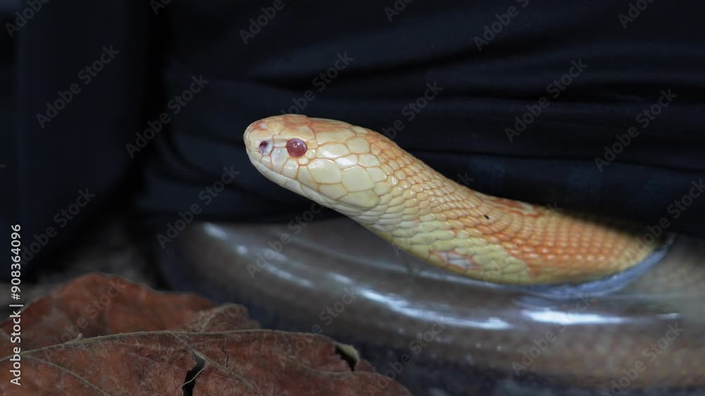 Albino Monocled Cobra - Naja kaouthia. The snake has an orange white or ...