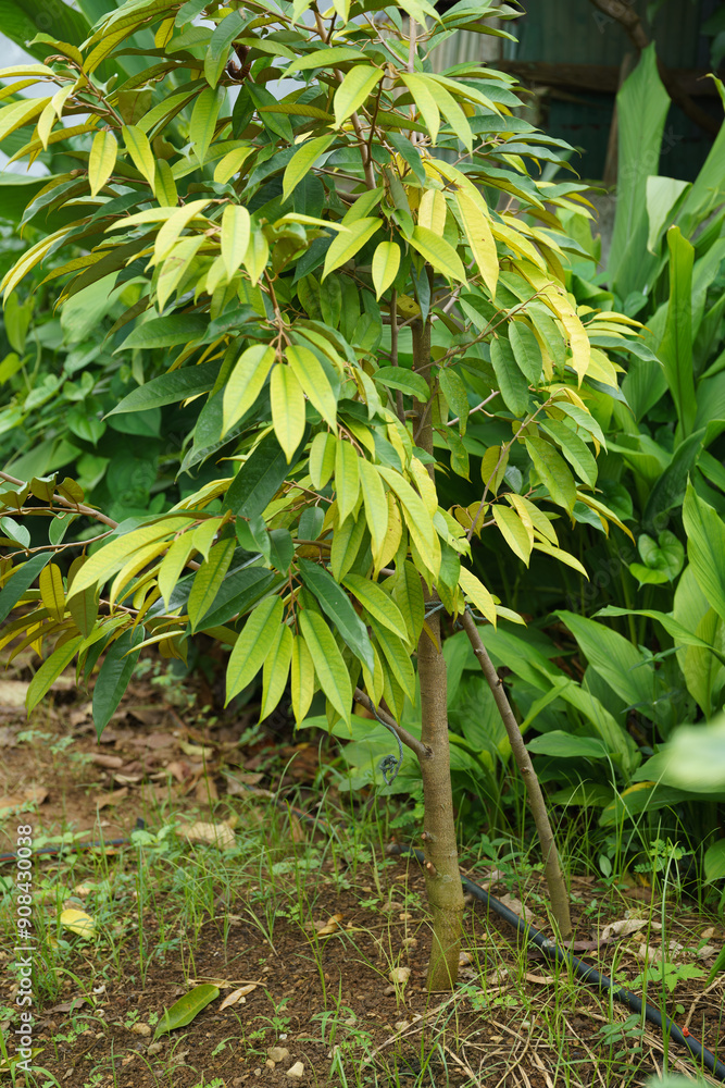 Poster Planting durian trees and strengthening the roots of durian ...