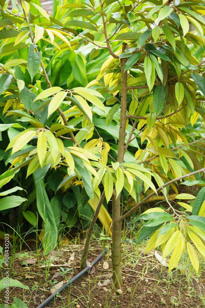 Planting durian trees and strengthening the roots of durian trees with ...