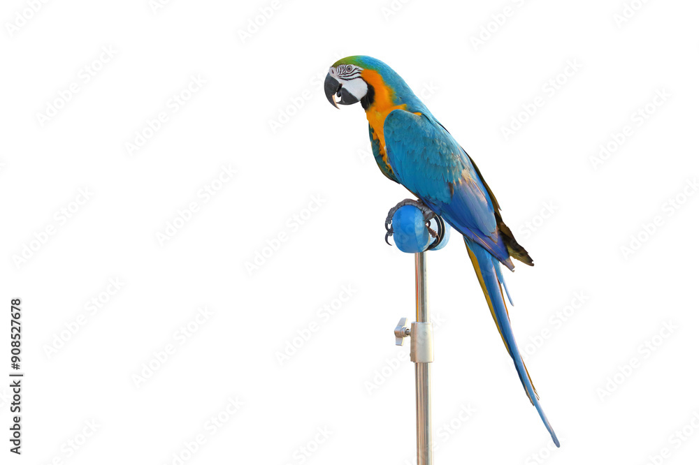 Beautiful posture of Blue and Gold Macaw parrot on parrot stand ...