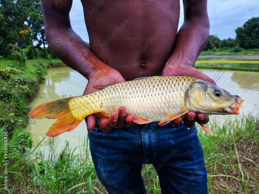 big common carp fish in hand in nice blur background HD cyprinus carpio ...
