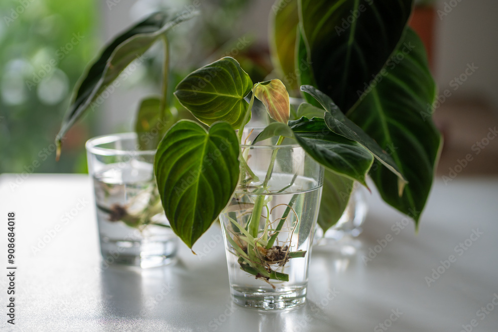 Sprouts of trendy Philodendron Splendid plant in glass, ready to be ...