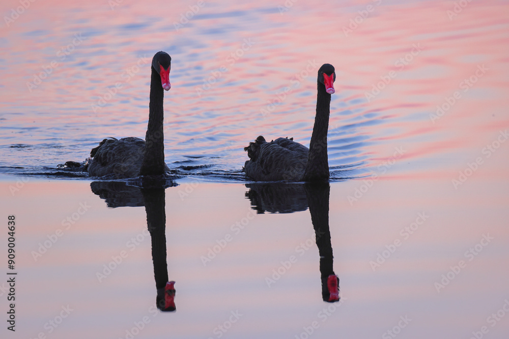 Two Black Swans on the Swan River, Perth, Australia. Sunset, sunrise ...