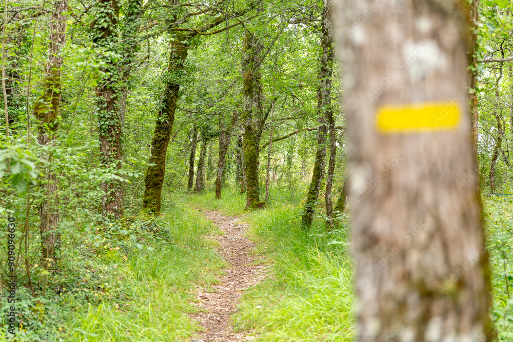 Hiking trail marking in France. Marking the tourist route on the tree ...