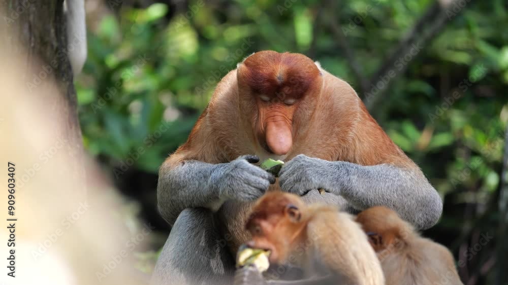 adult male proboscis monkey (Nasalis larvatus)alpha male is enjoying ...