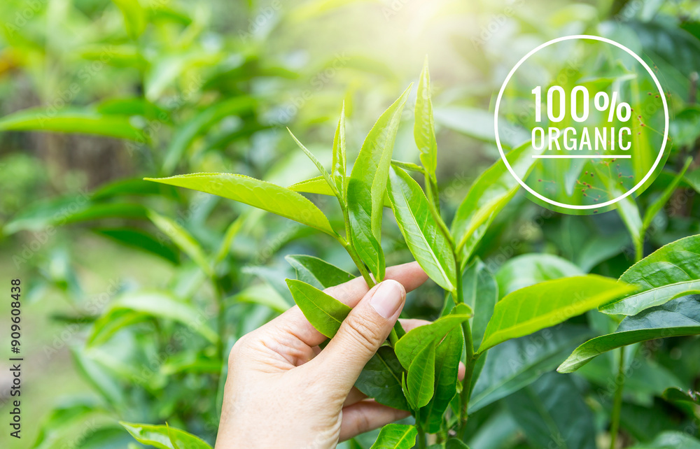 Organic banner over tea garden, Assam tea leaves in female farmer hand ...