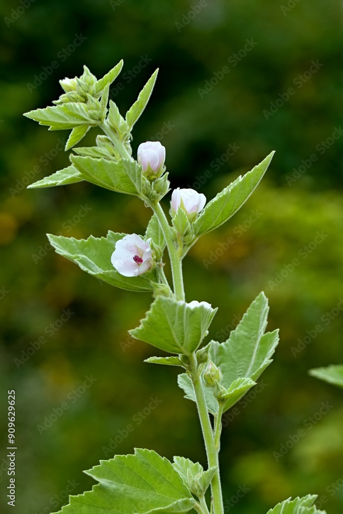 Flowering Marsh mallow or marshmallow, lat. Althea officinalis in the ...