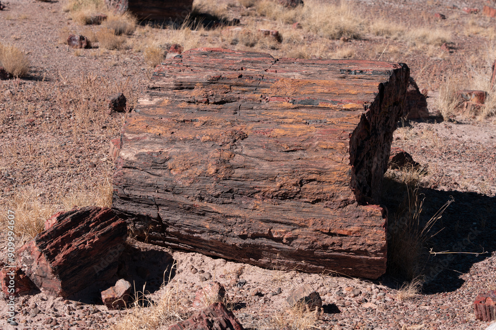 Huge ancient petrified log from the Triassic period part of the Chinle ...