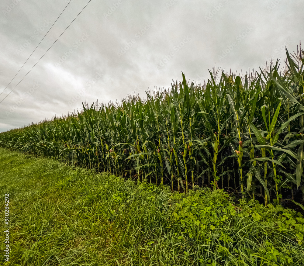 Over Eight Feet Tall Corn Crops. Super healthy and ripe corn crops in a ...