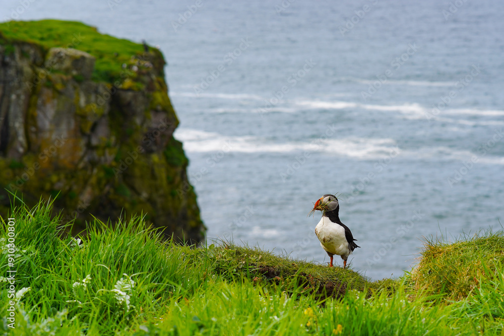 Atlantic puffin on the isle of Lunga in Scotland. The puffins breed on ...