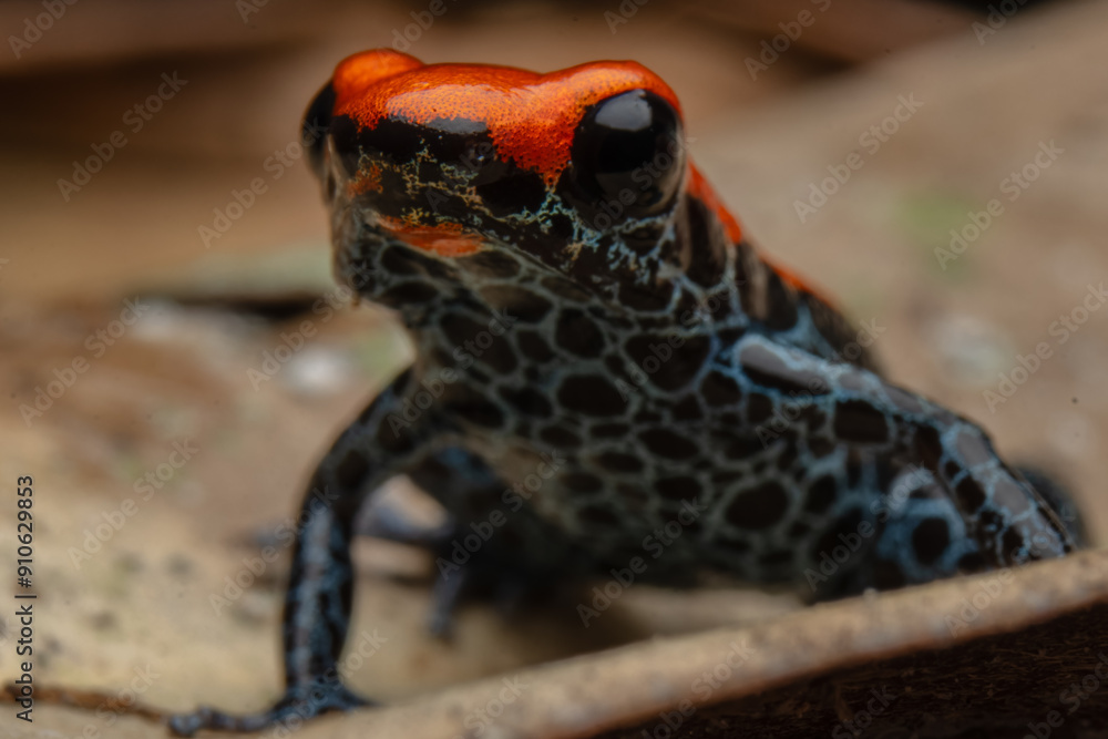 POISON FROG ENDEMIC TO THE AMAZON FORESTS OF LORETO IN PERU, RED POISON ...
