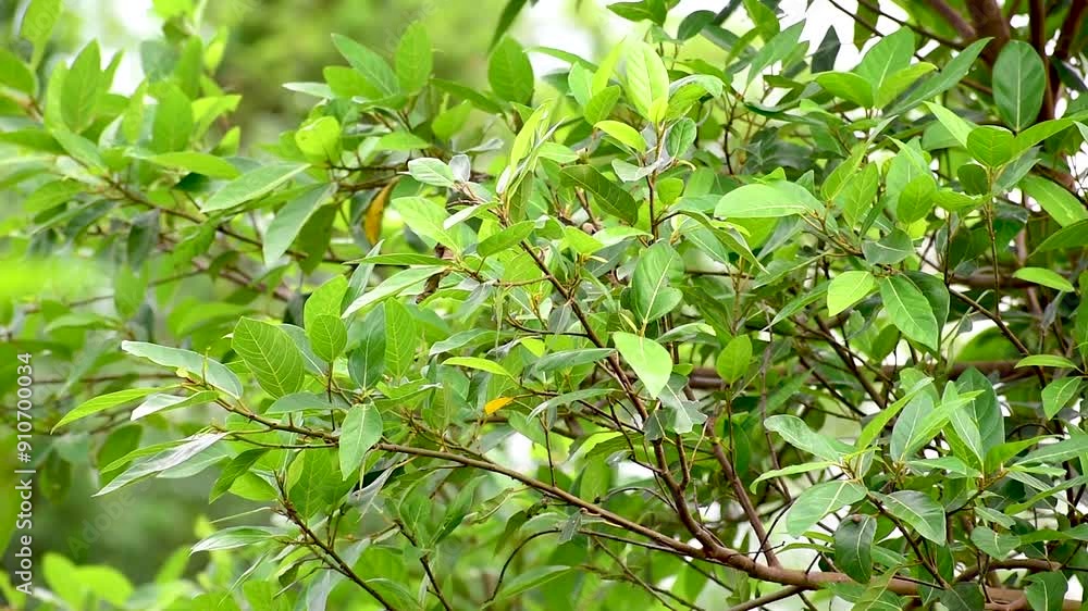 Ficus racemosa (the cluster fig, red river fig, gular, elo, loa, Ficus ...