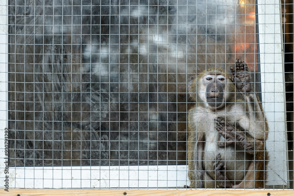 monkey imprison in cage cruelty to animals theme concept advertising ...