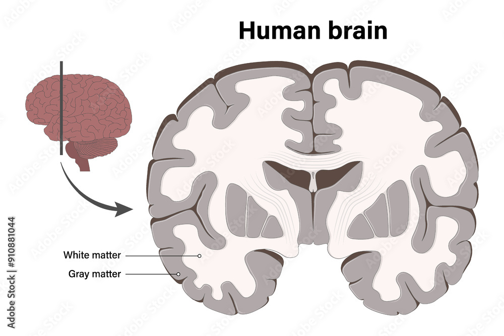 Human Brain Vector White Matter And Gray Matter Anterior View Of Frontal Section Cross