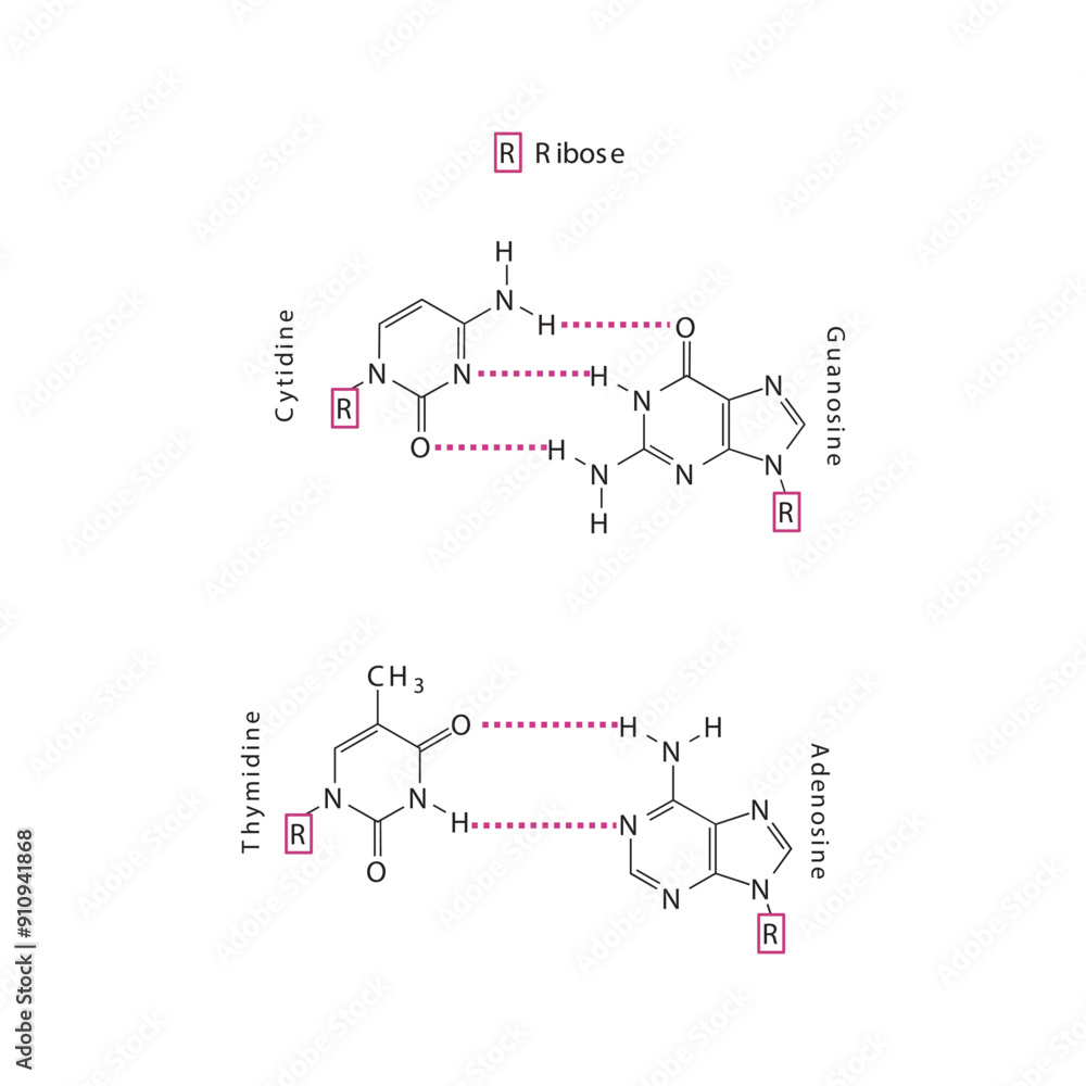 Diagram showing hydrogen bonds between DNA nitrogenous bases - Cytidine ...