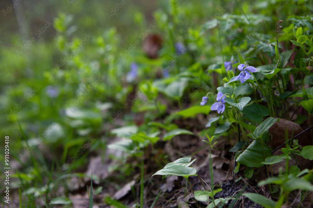 Viola canina, heath dog-violet or heath violet - blue and purple ...