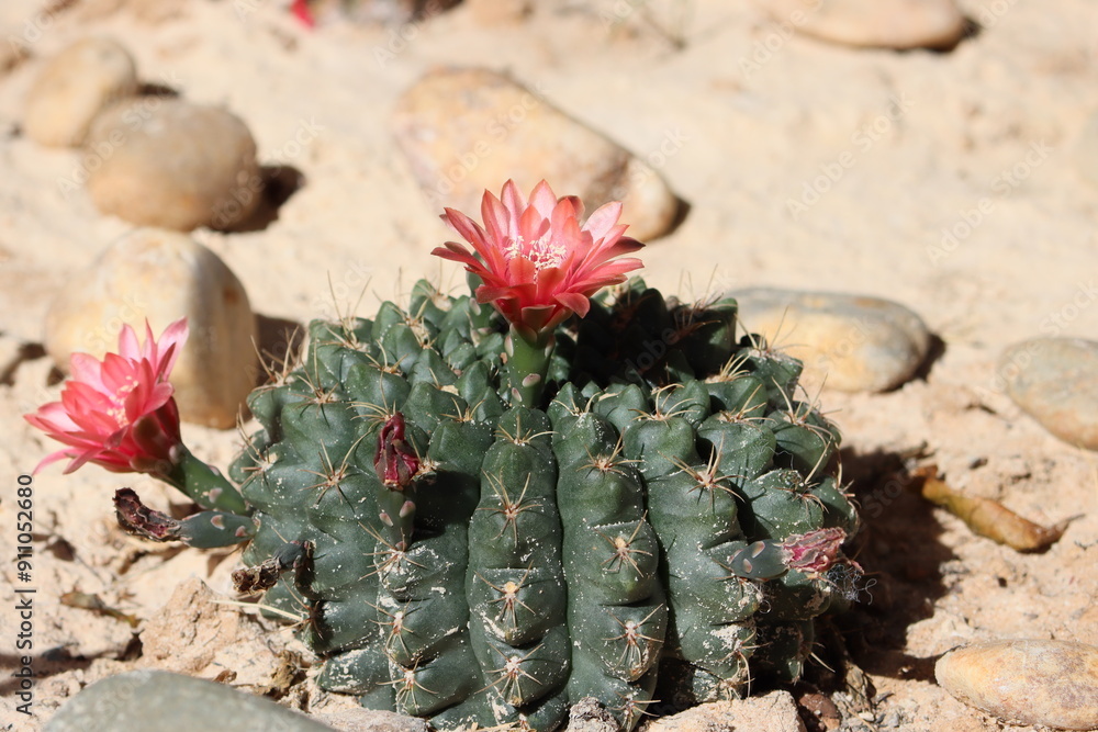 Gymnocalycium, commonly called chin cactus, is a genus of about 70 ...