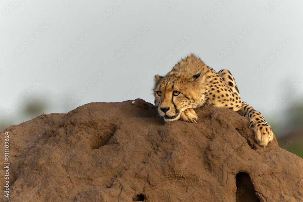Cheetah (Acinonyx jubatus). Young cheetah sitting on a termite hill in ...