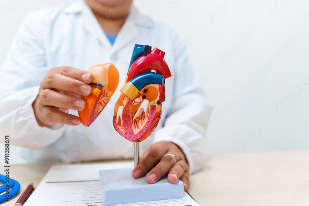 A cardiologist uses a heart model to demonstrate the anatomy, function ...
