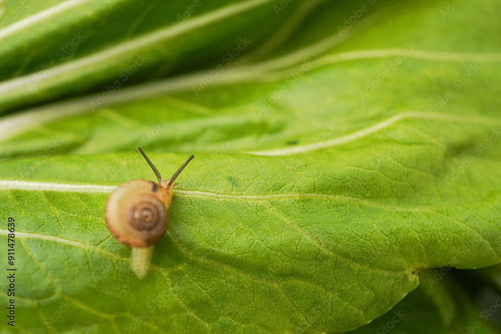 Extreme close up macro photo of Monachoides vicinus or common garden ...