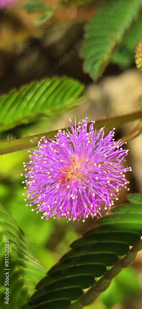 Mimosa pudica, commonly known as the sensitive plant, touch-me-not, or ...